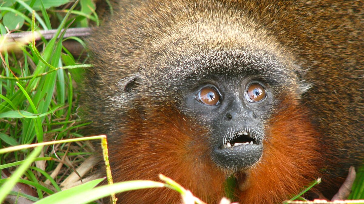 Photos: "Snubby" Monkey, Hula Frog Among New Most At-Risk Species ...