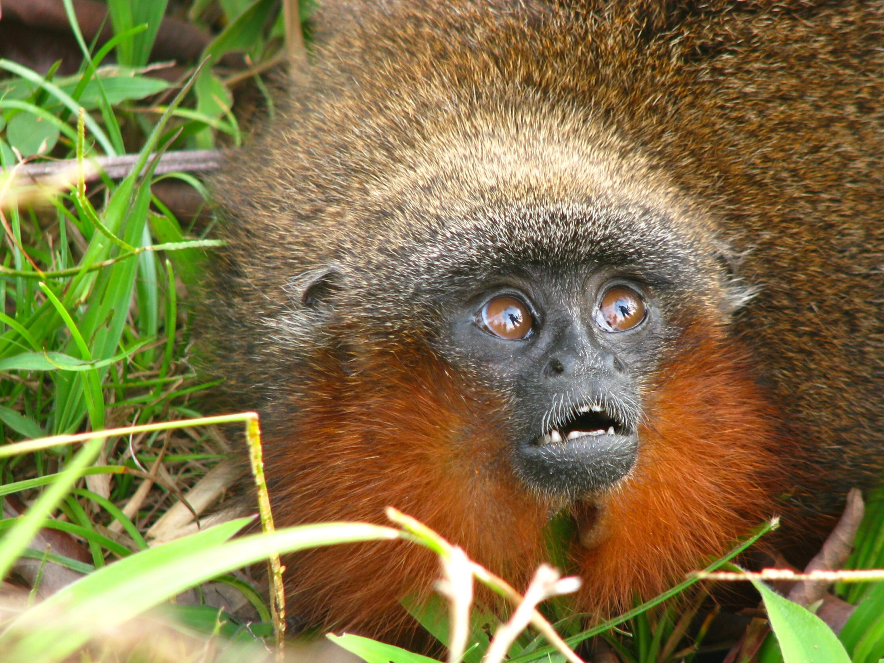 Photos: "Snubby" Monkey, Hula Frog Among New Most At-Risk Species