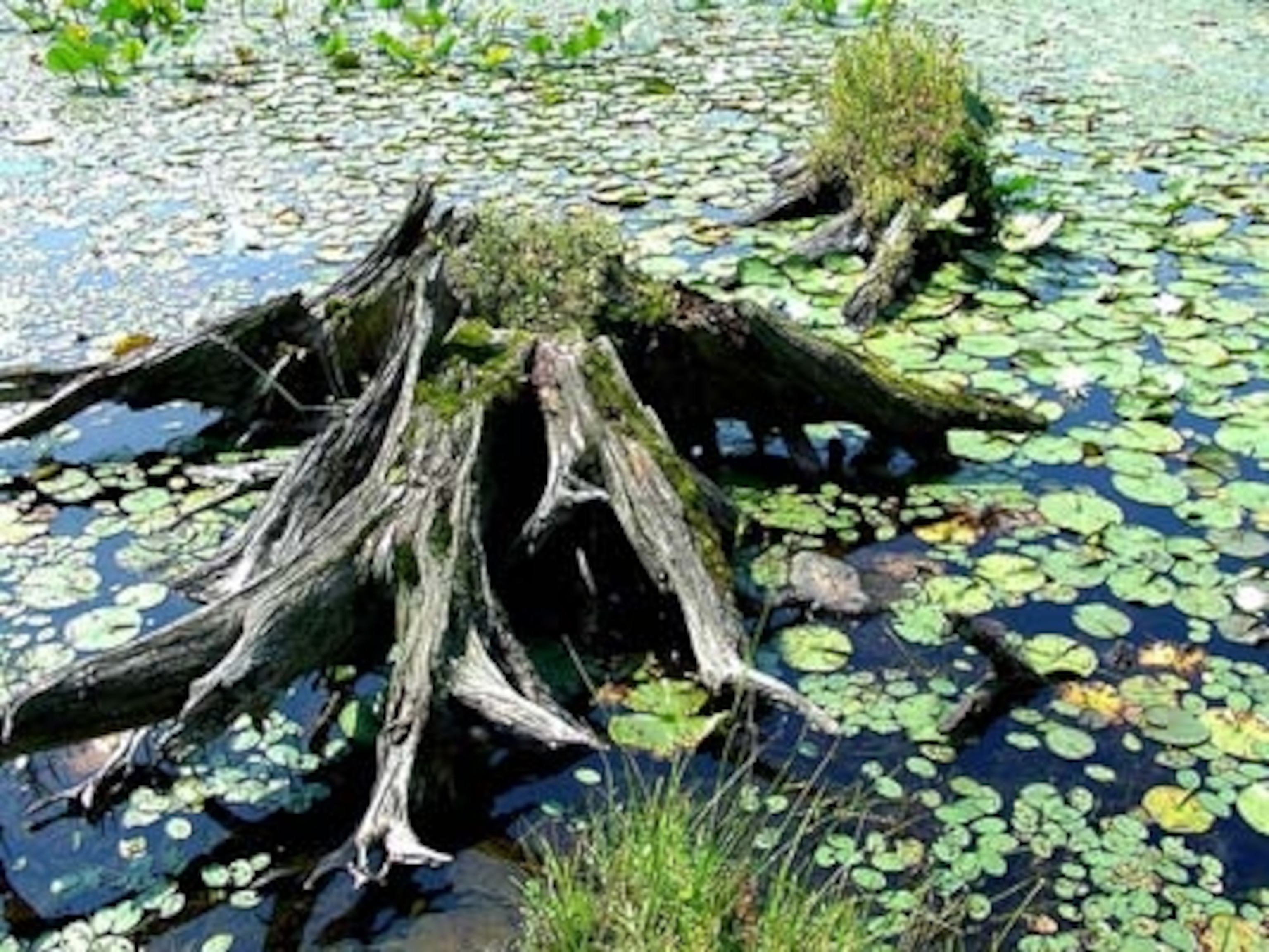 Berry Go Round #8 | National Geographic