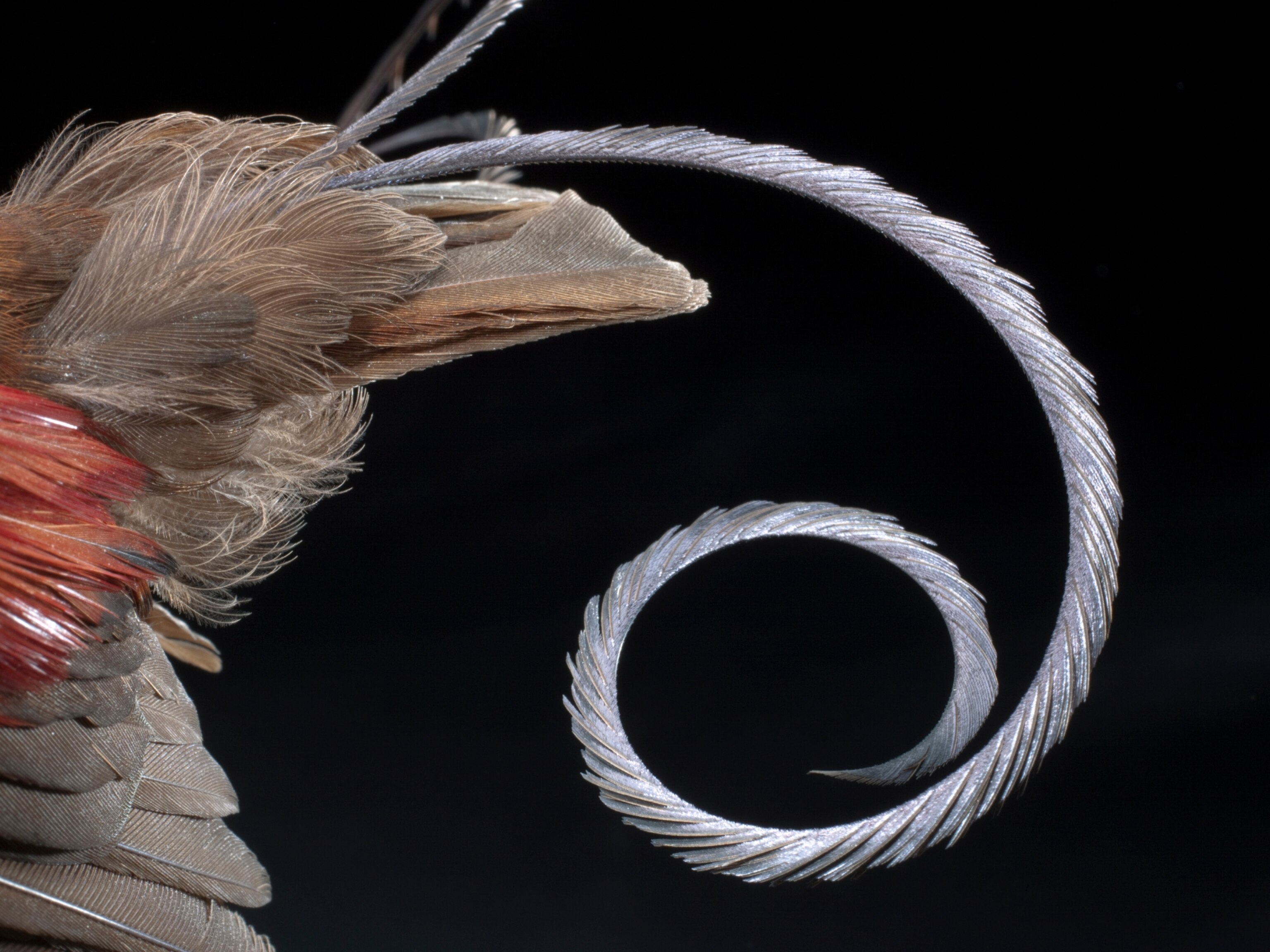 How Far Can An Owl Turn Their Head Sale | varsana.com