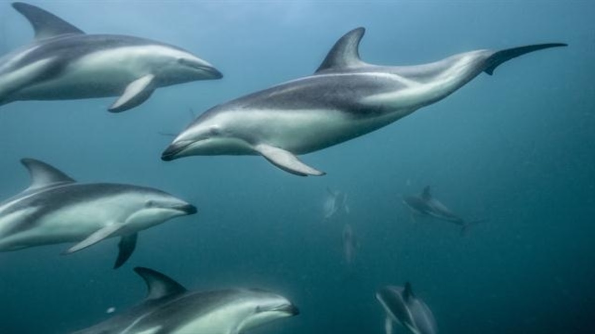 A Photographer Shows Us Just How Smart Dolphins Are | National Geographic