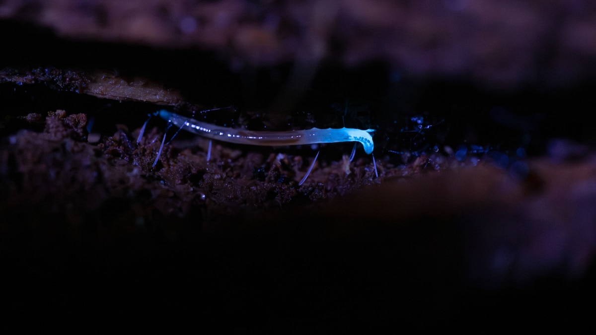 These elusive insects glow electric blue—and are only found in ...