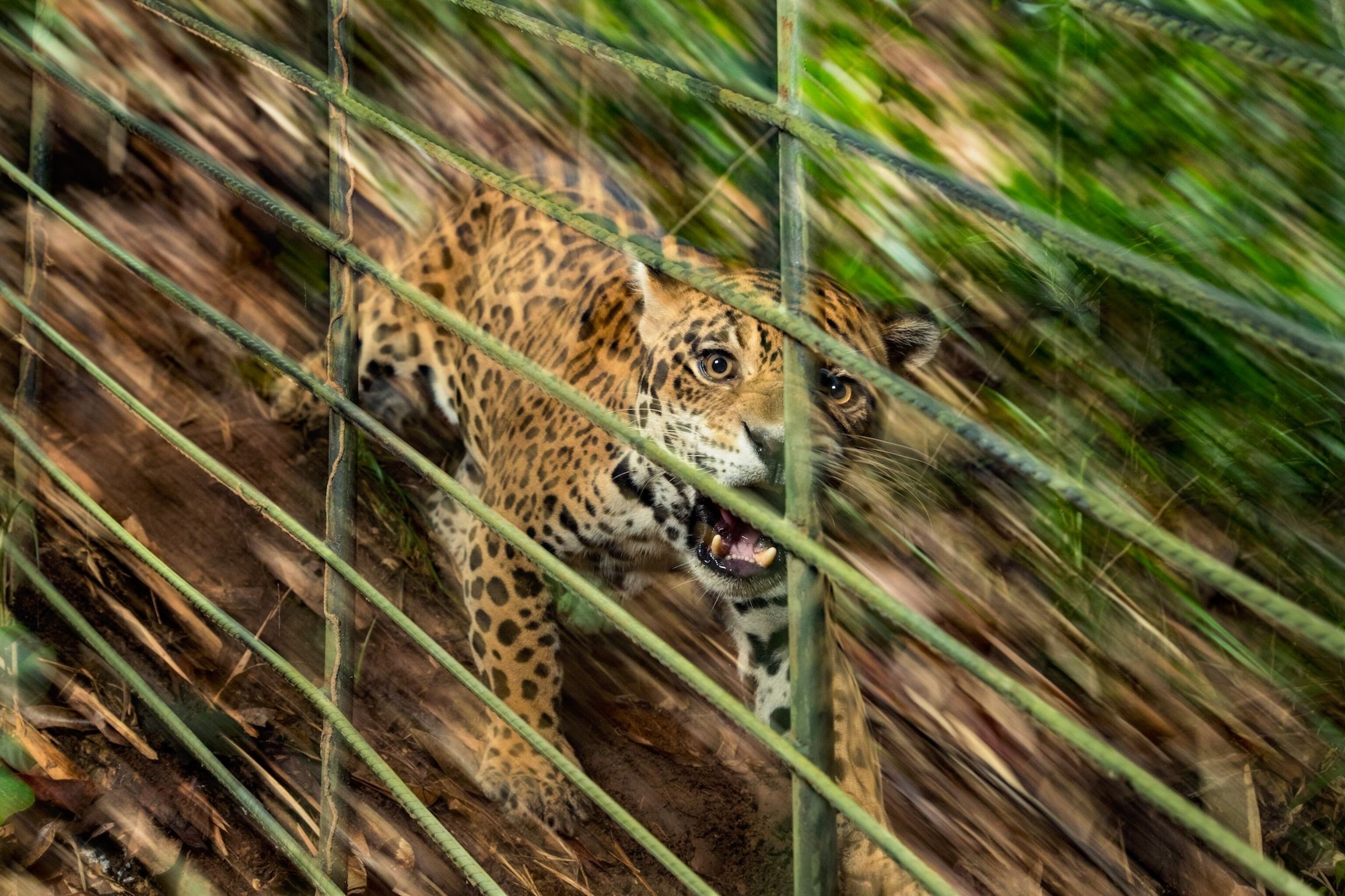 Life through the lens: Steve Winter