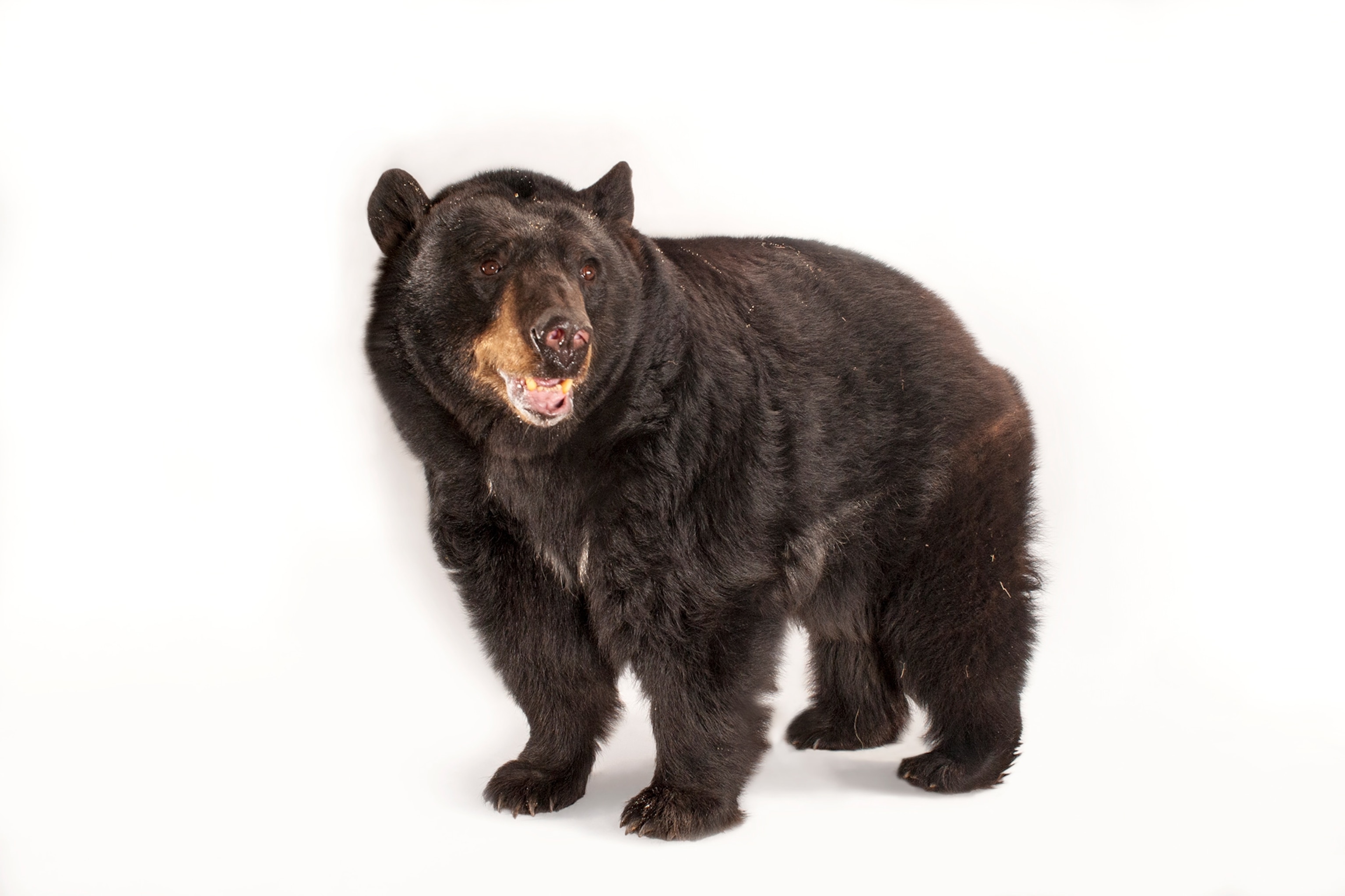 These Iconic Animals Could Again Be Hunted in Alaska's Refuges