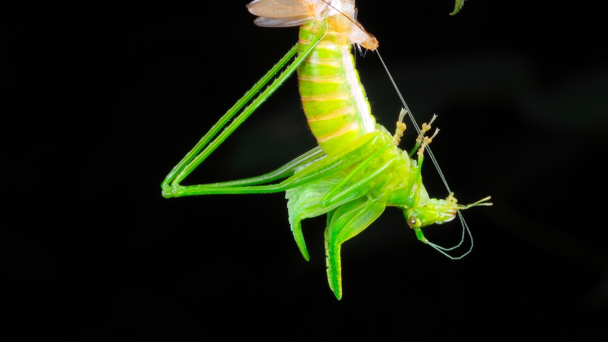 Why bugs, tarantulas, and other creatures shed their skin | National ...