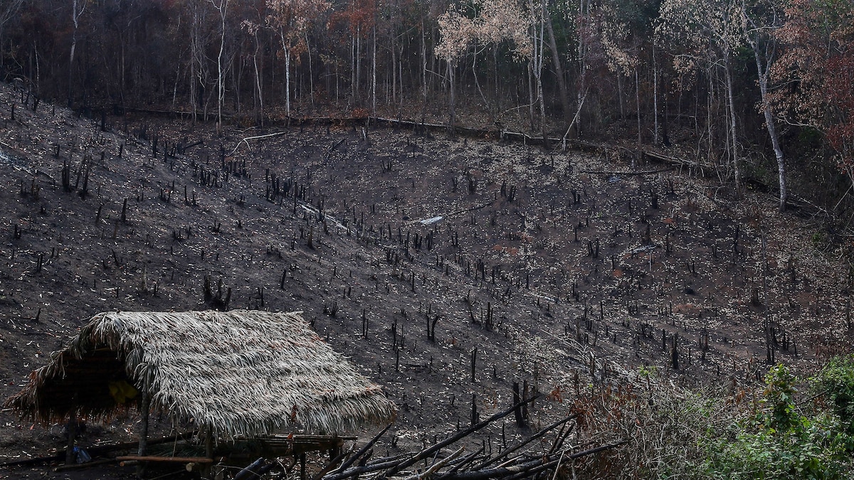 These Farmers Slash and Burn Forests—But in a Good Way | National ...