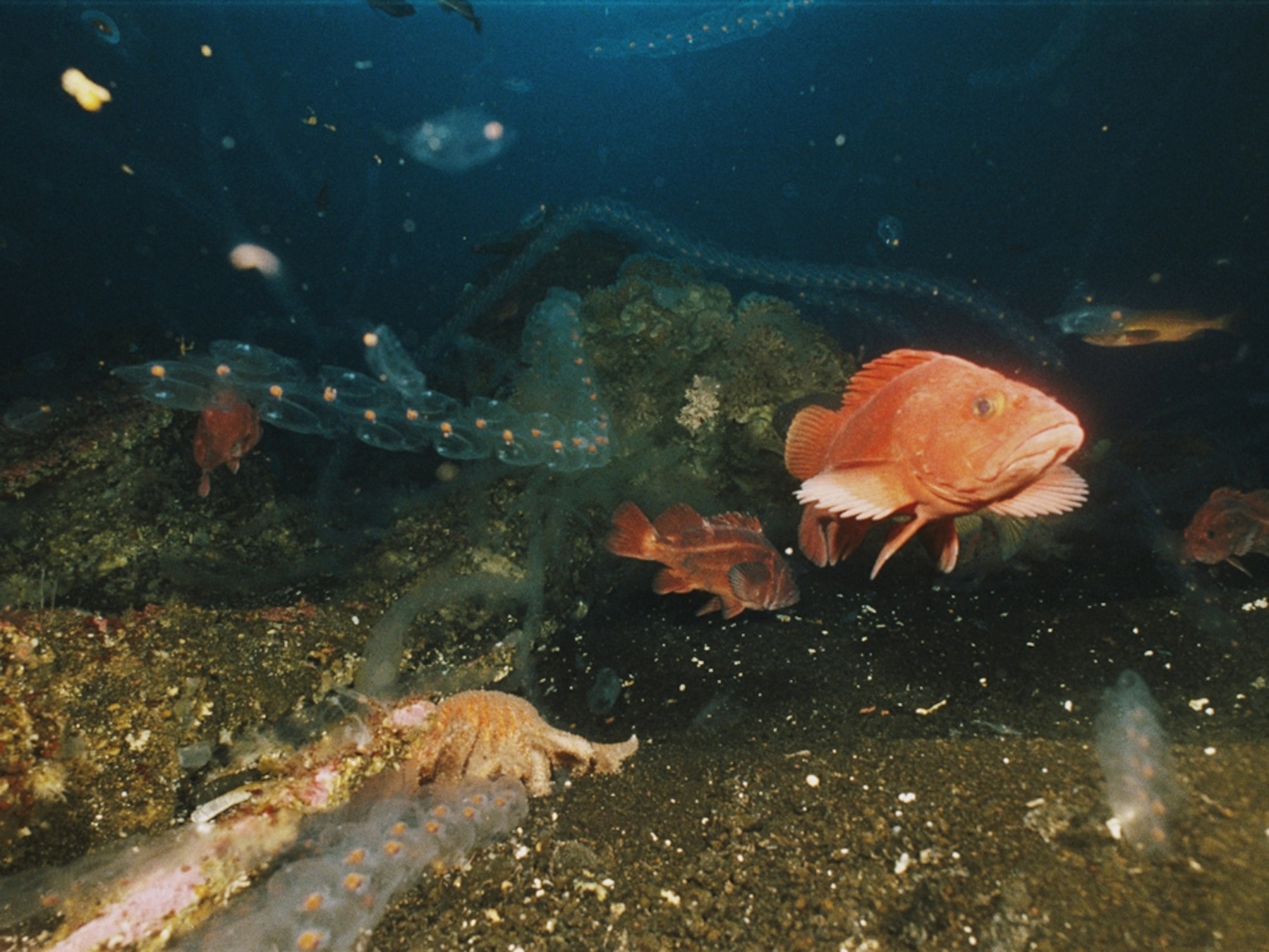 Translucent Marine Animals