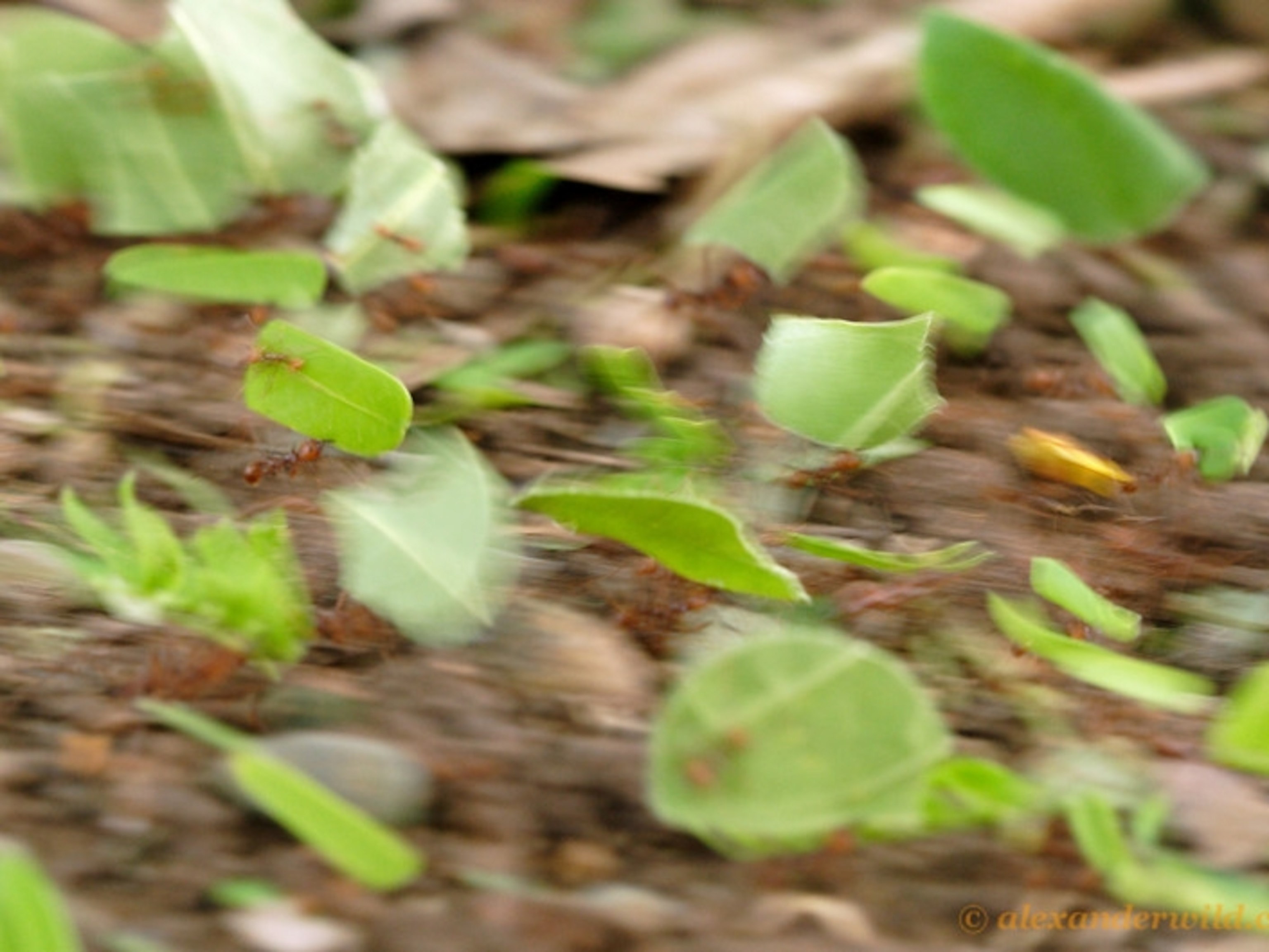 Leaf Cutter Ant Trail