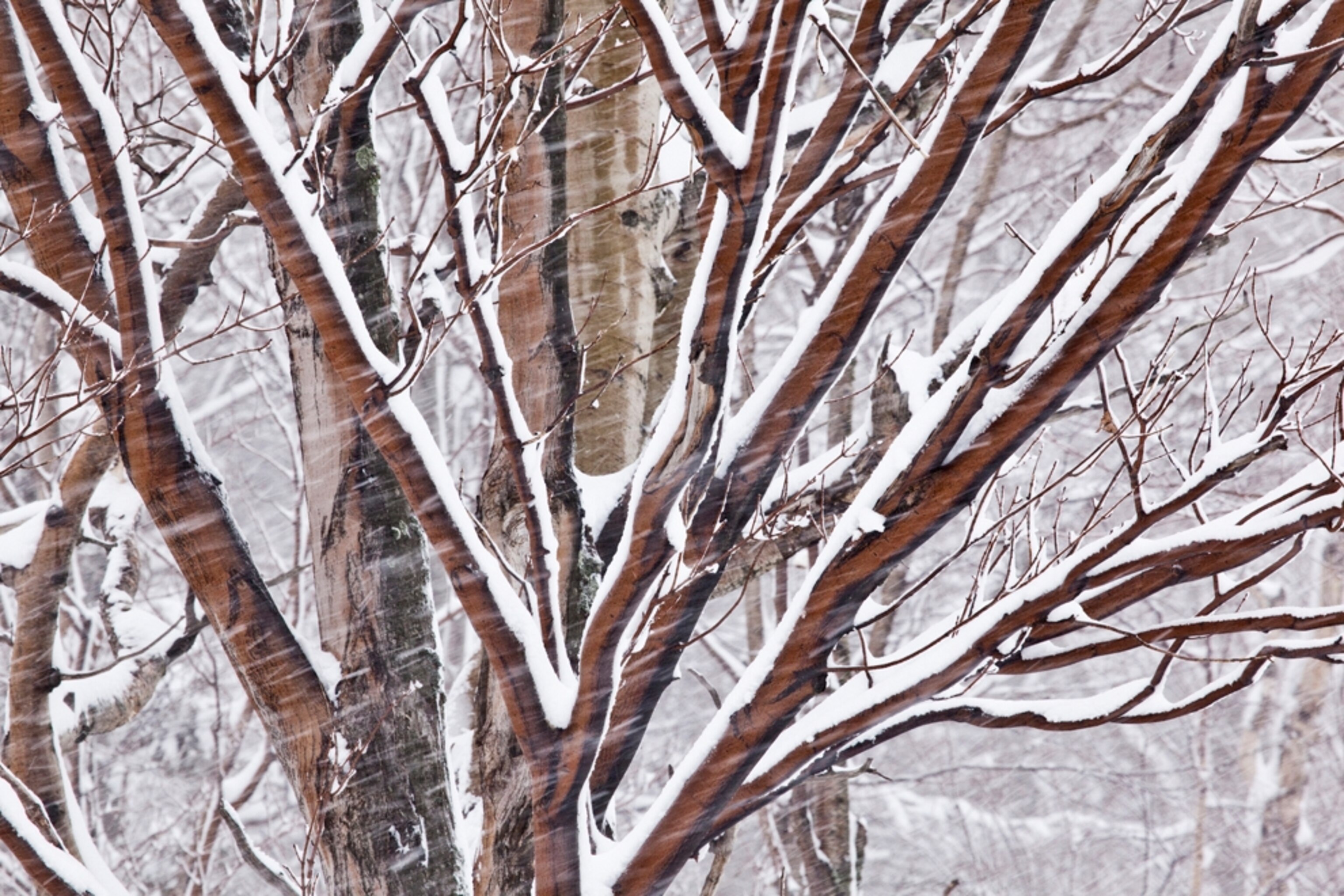 Life in Color: Brown, Brown Pictures -- National Geographic | National ...