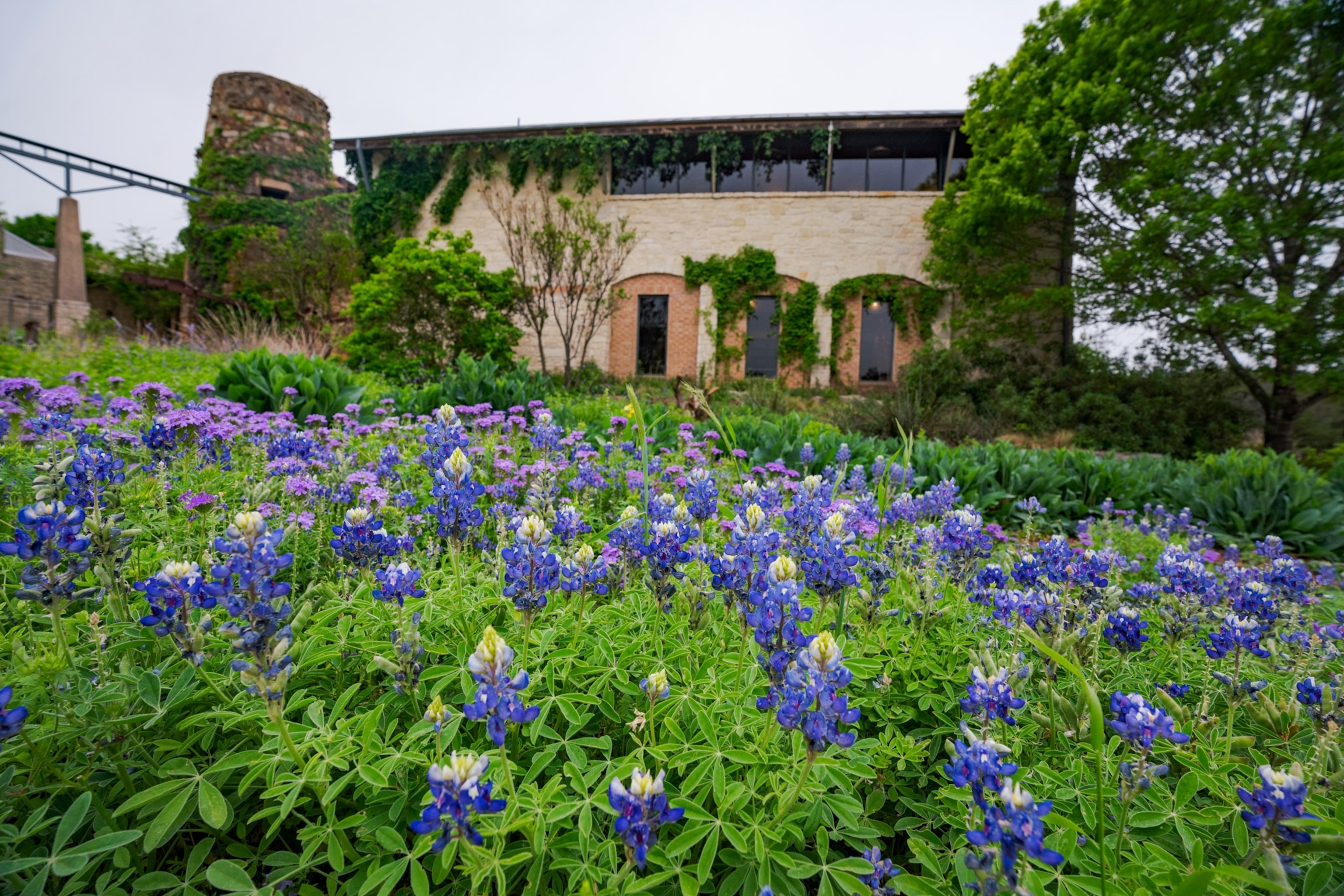 How did the bluebonnet become a symbol of Texas?