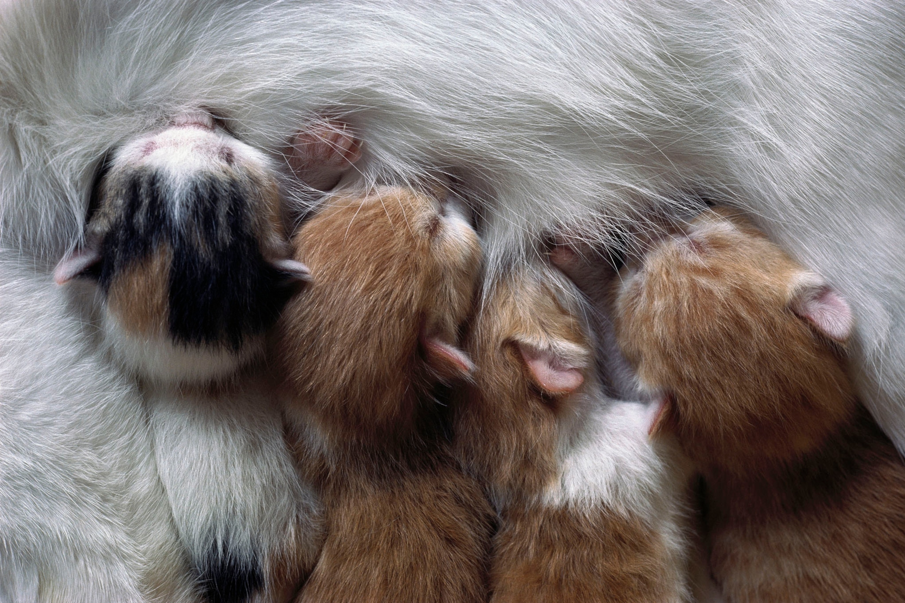 30 Unforgettably Sweet Moments Between Animal Moms and Babies