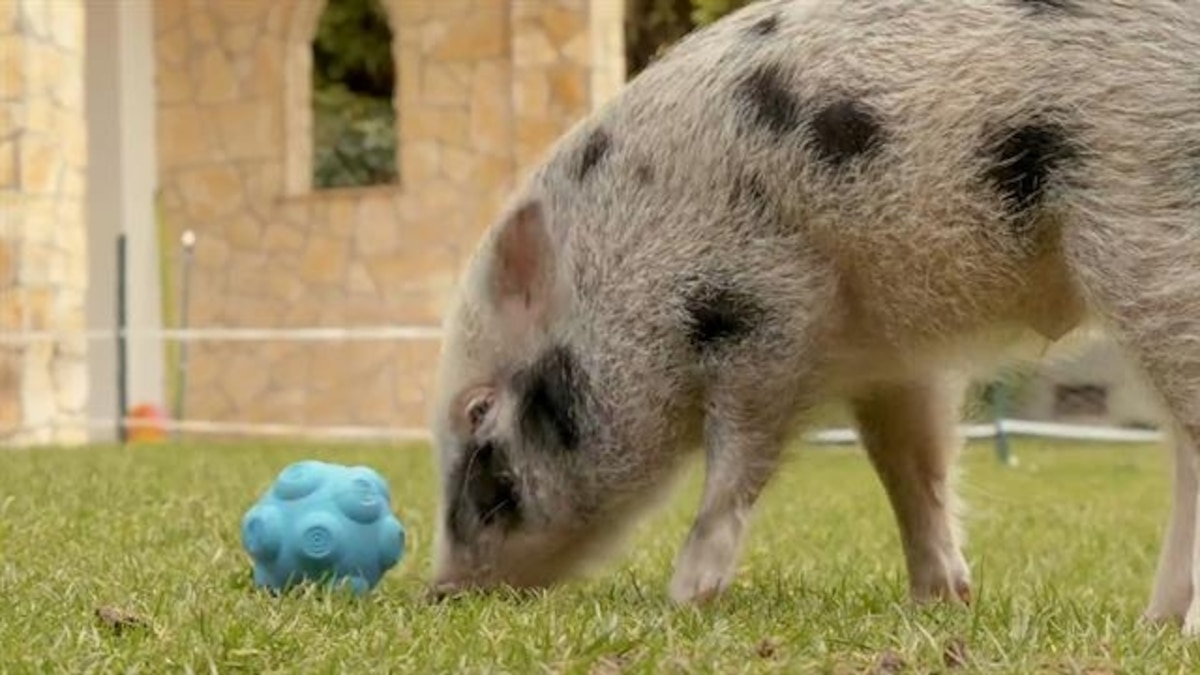 Pet pigs can communicate with humans—especially when food is involved ...