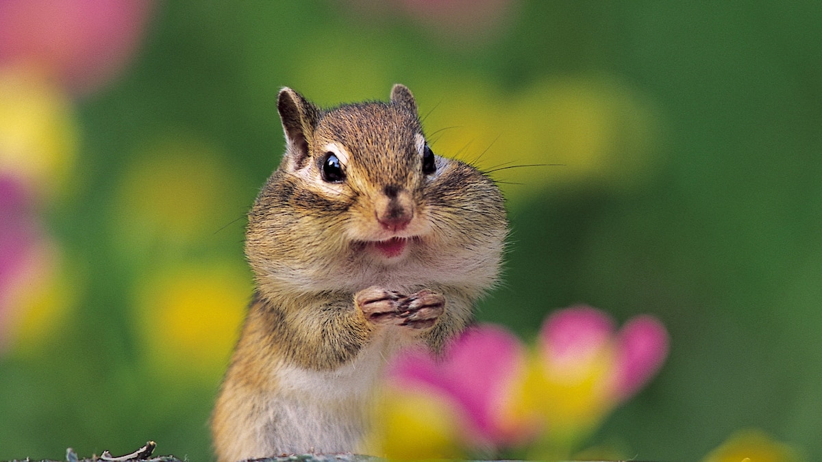 Nature gives animals all kinds of storage compartments | National ...