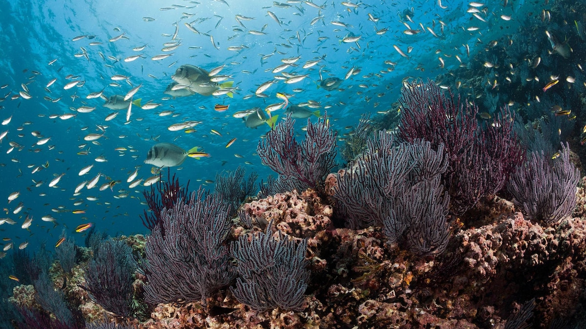 Ocean species are disappearing faster than those on land | National ...