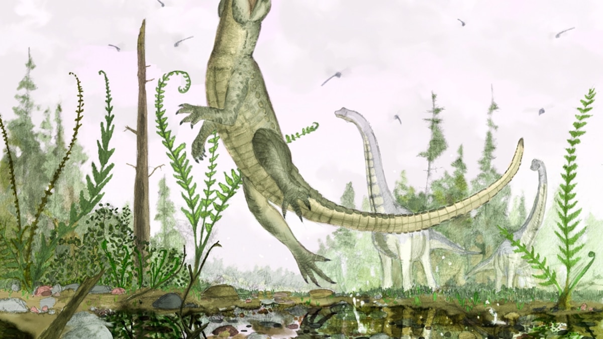 Fossil "Cat Crocodile" Had Mammal-like Teeth | National Geographic