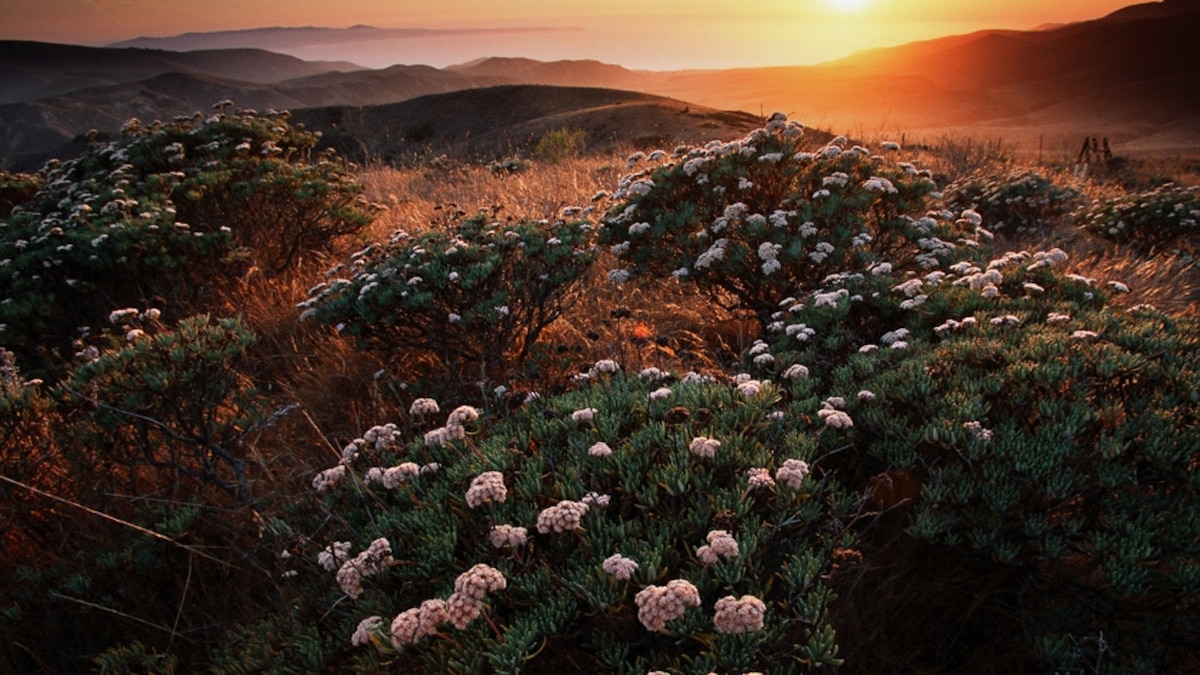 California, California Plants, California Animals, Overpopulation ...