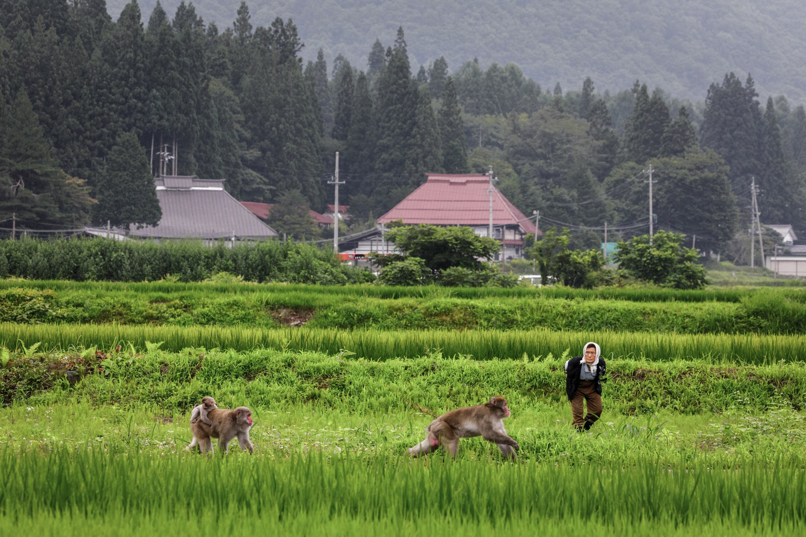 Circus-like performances by snow monkeys in Japan contradict their long ...
