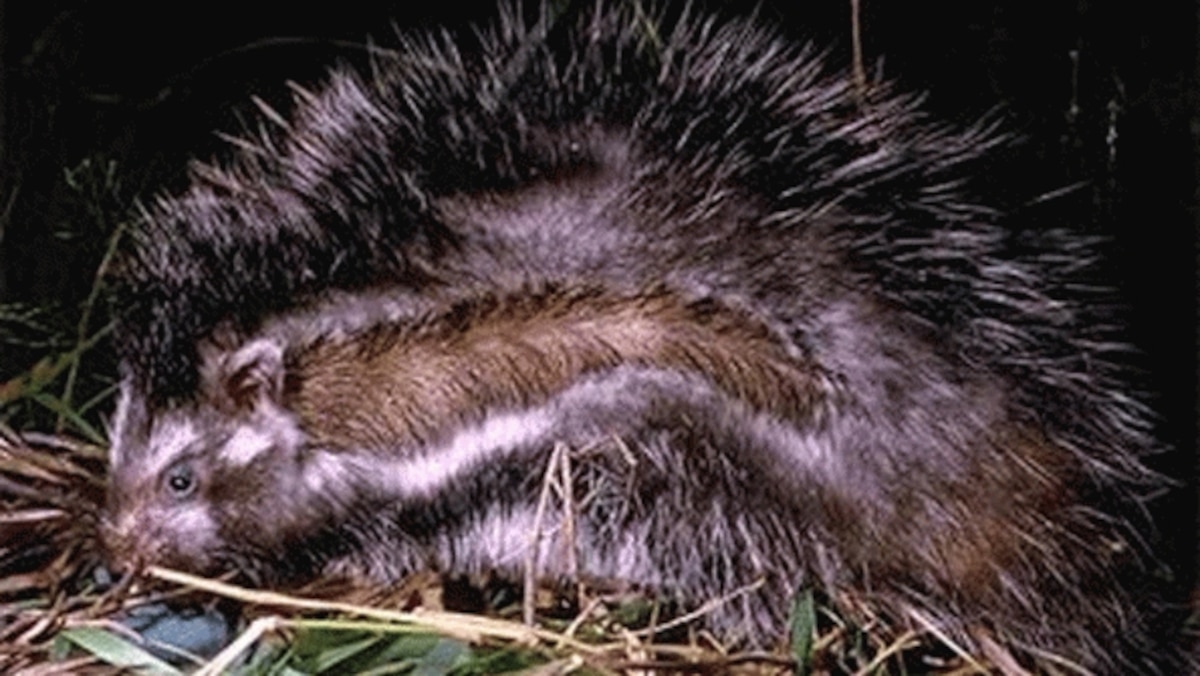 Crested rat slobbers poison on its fur, dares predators to bite ...