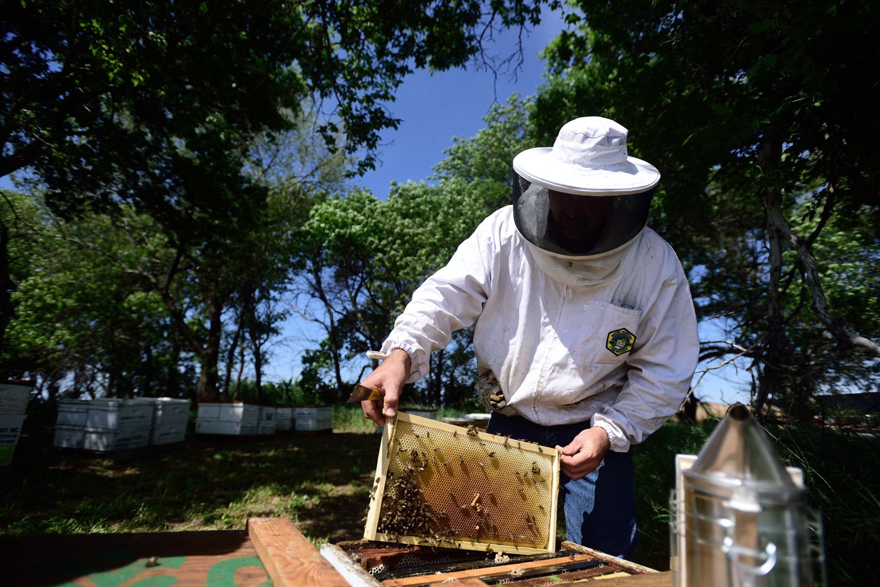 The Last, Best Refuge for North America's Bees