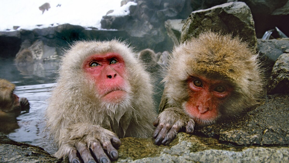 Why Monkeys in the Middle Are More Stressed | National Geographic