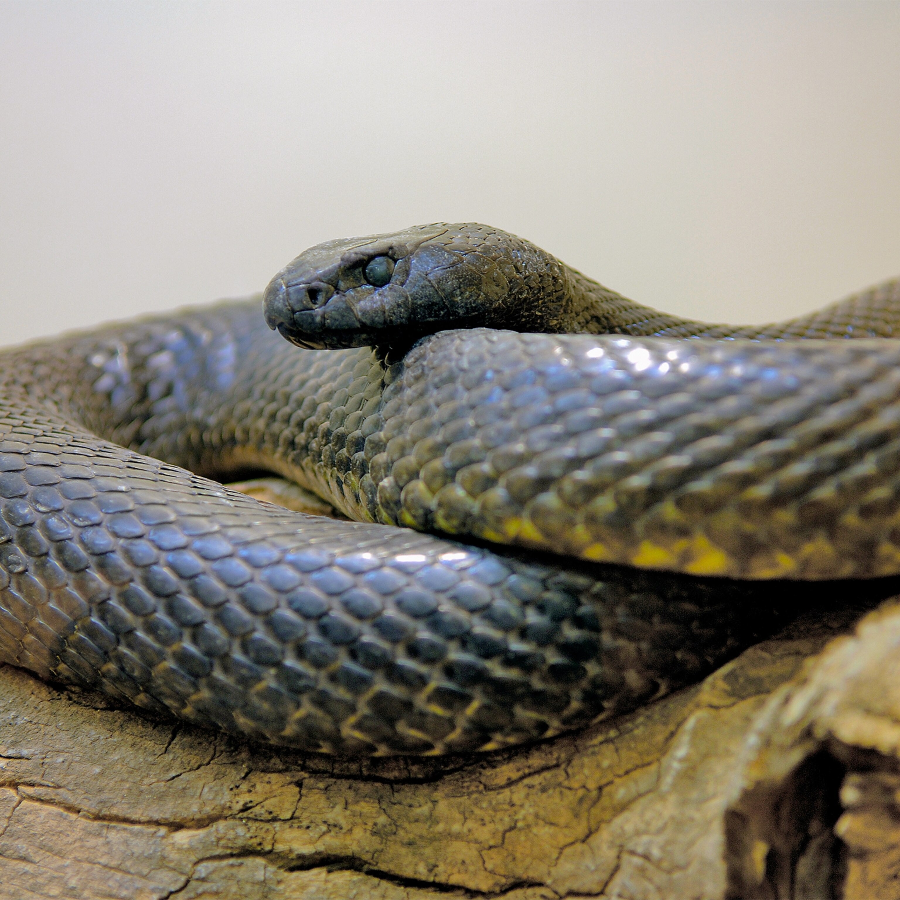 The Fierce Snake Most Dangerous Snake The Wildlife Snake Island: The