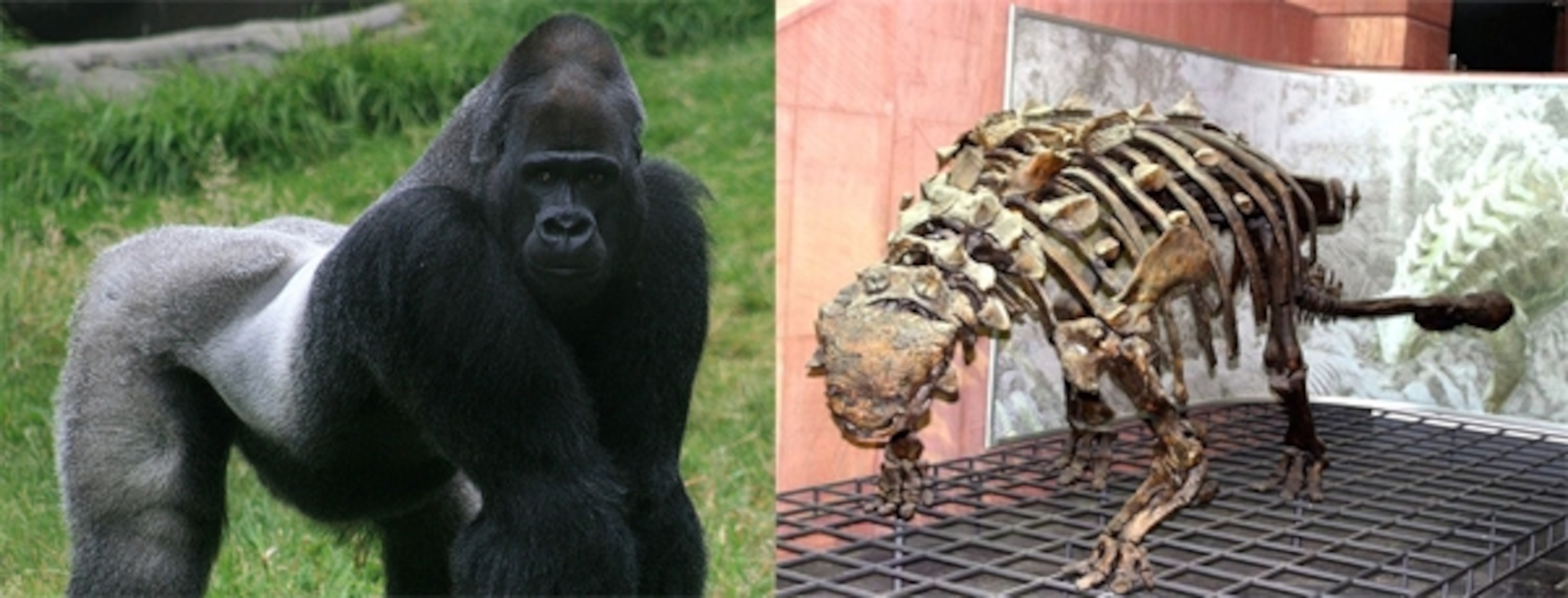 Do new discoveries ever “rewrite evolutionary history”?