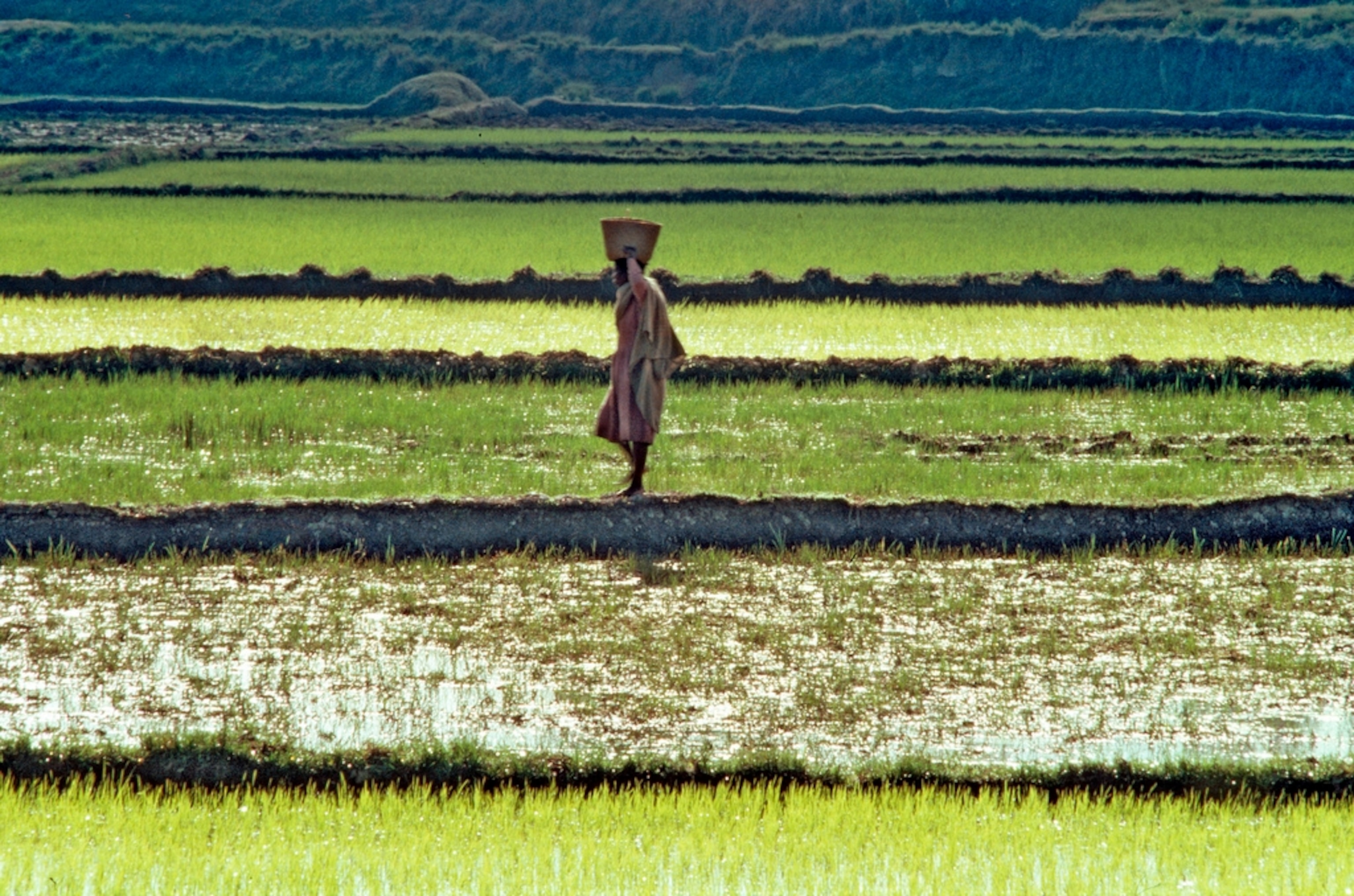 Africa and China Agriculture: The New Breadbasket? | National Geographic